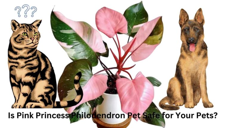 Pink Princess Philodendron Soil | Perfect DIY Mix (Easy Guide)